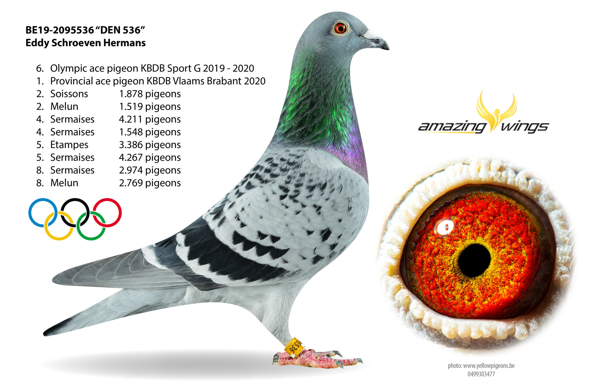 Eddy Schroeven-Hermans Olympic Ace pigeons & National KBDB ace pigeons ...
