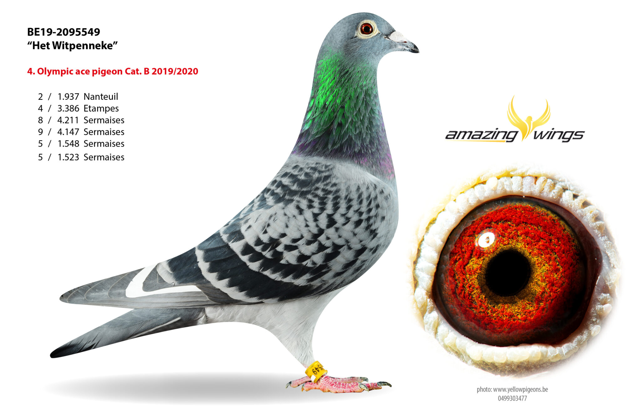 Eddy Schroeven-Hermans Olympic Ace pigeons & National KBDB ace pigeons ...